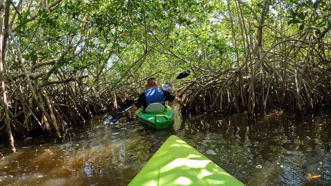 3 Ways to Explore Mangrove Tunnels